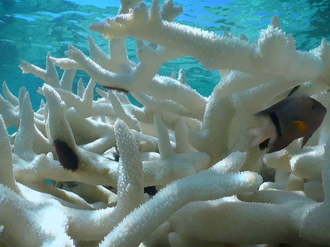 第二屆臺灣生態環境影展片單：白花